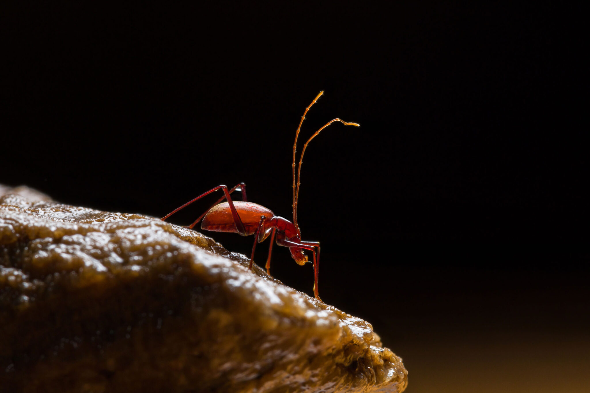 caveinvertebrates.org